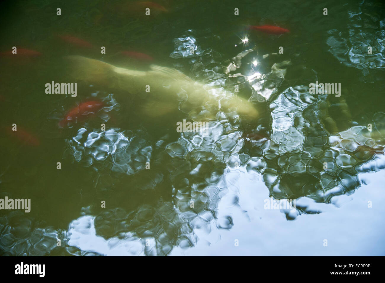 Coy fish swimming in pond Stock Photo - Alamy