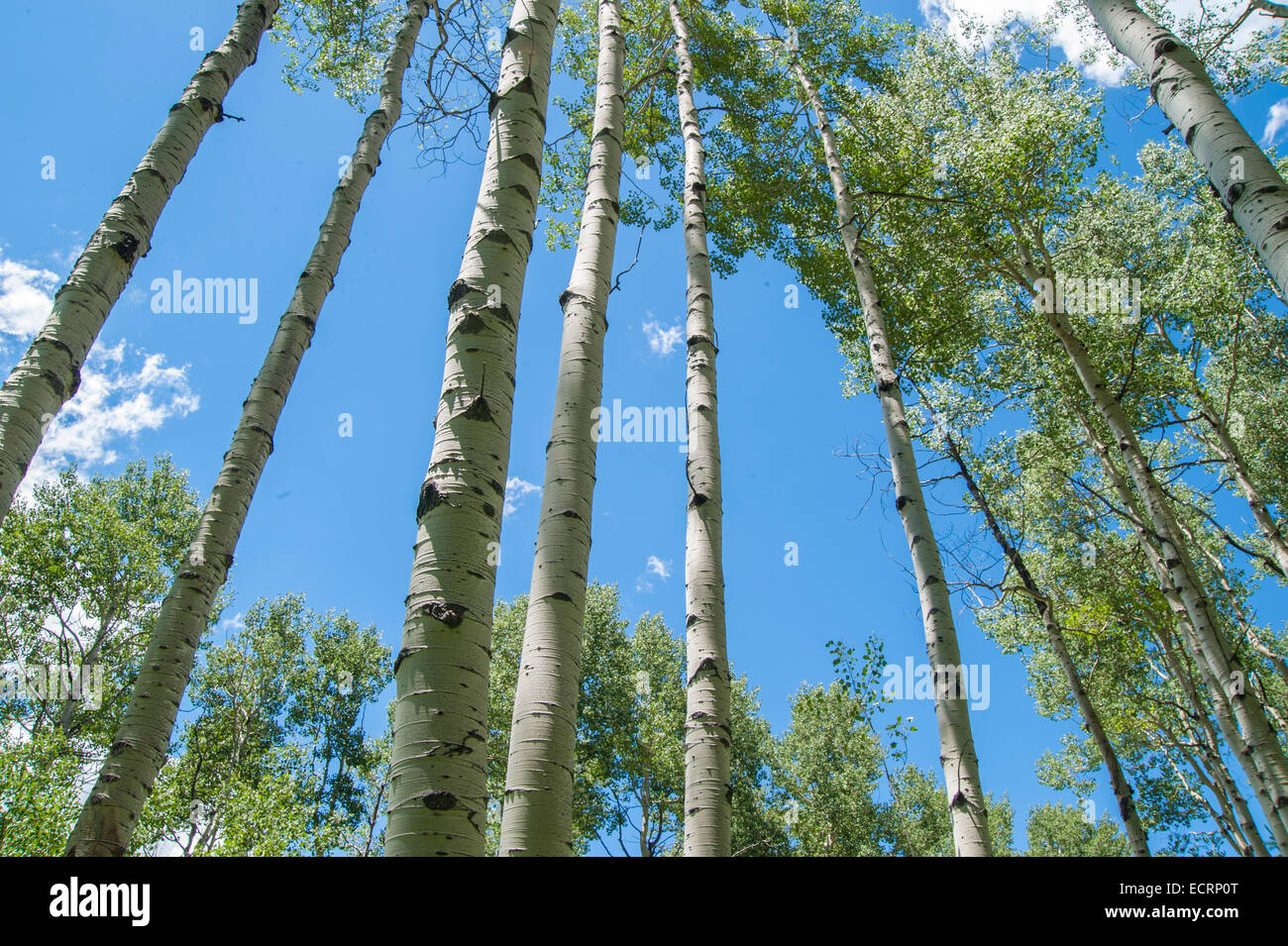 Looking up tall aspen trees hi-res stock photography and images - Alamy