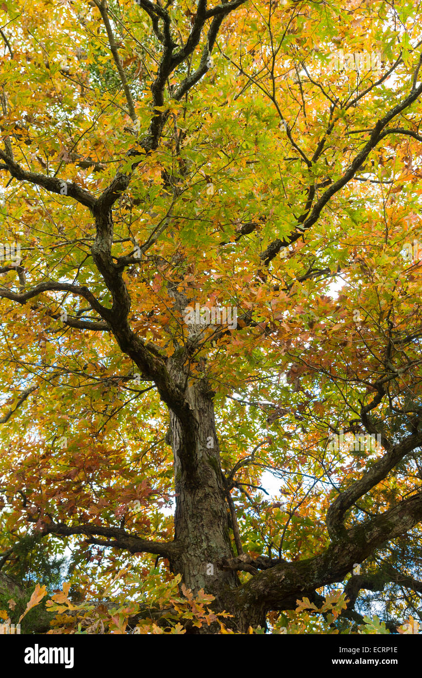 colorful autumn Oak tree Stock Photo - Alamy