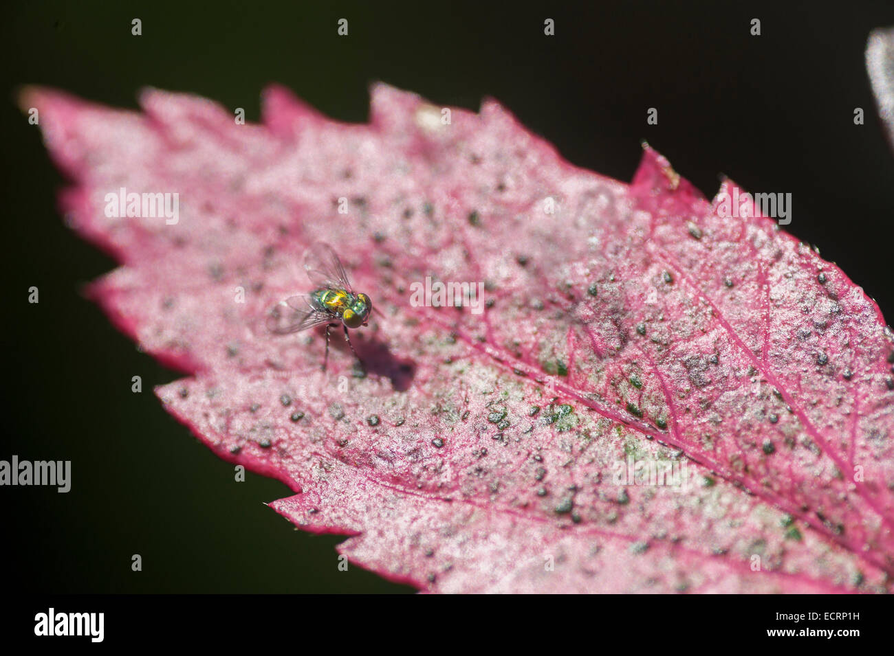 Pest on leaf hi-res stock photography and images - Alamy