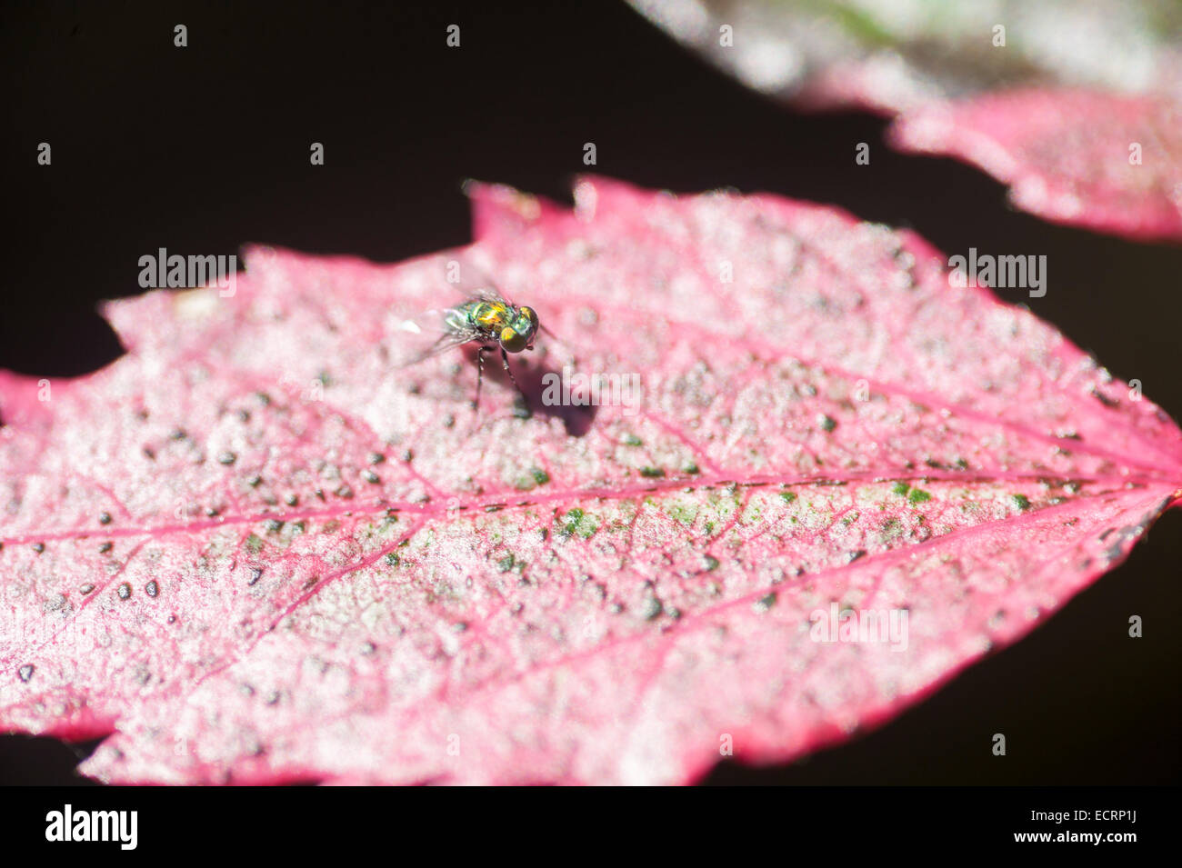 Fly on Hibiscus leaf Stock Photo - Alamy