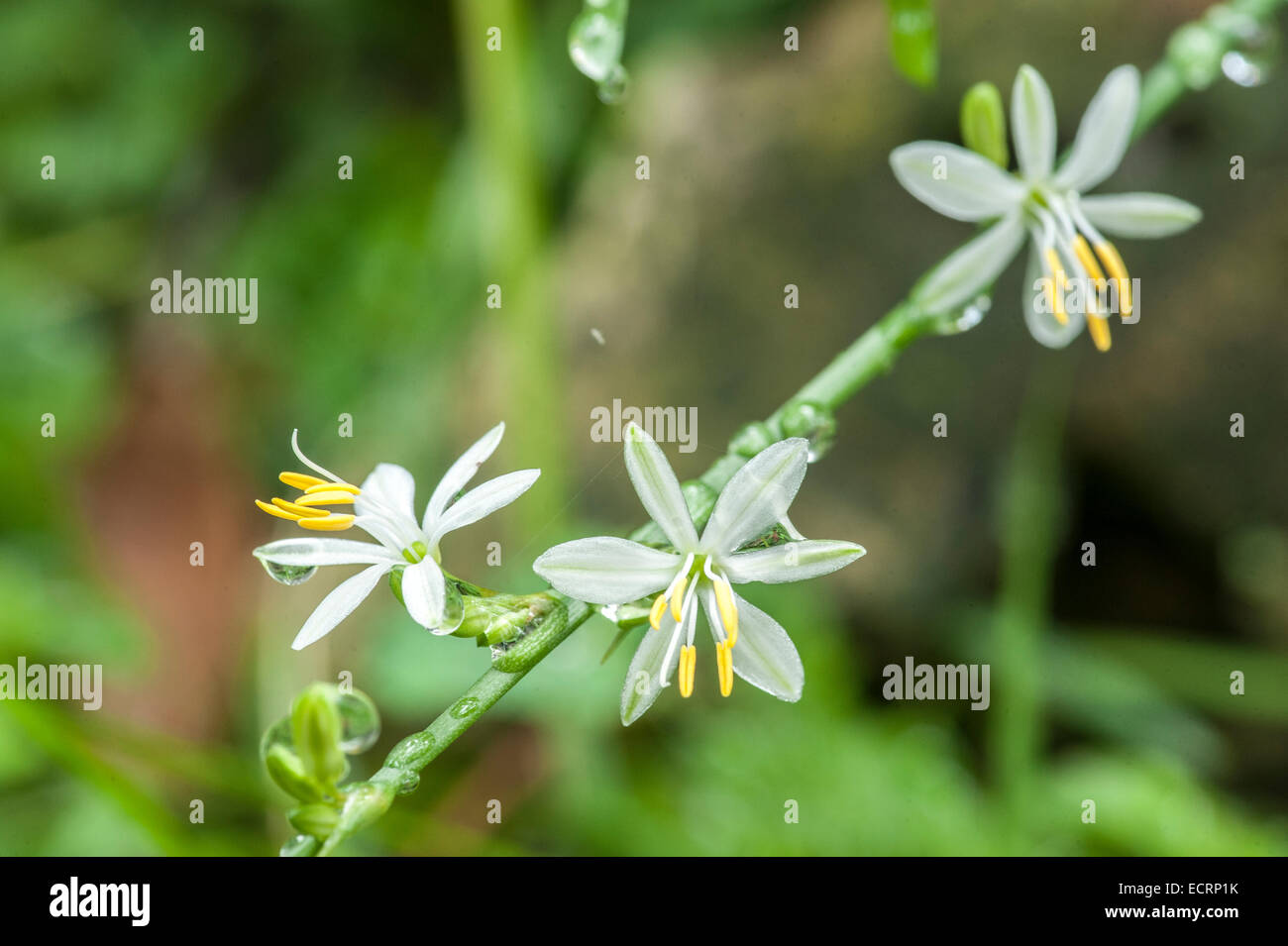Blooming Spider plant Stock Photo - Alamy