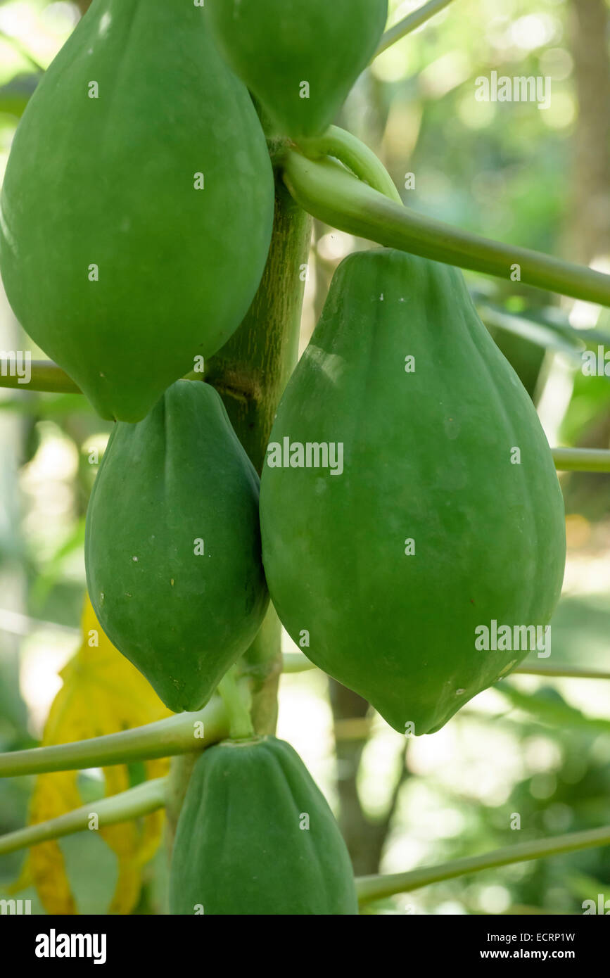 Growing papaya hi-res stock photography and images - Alamy