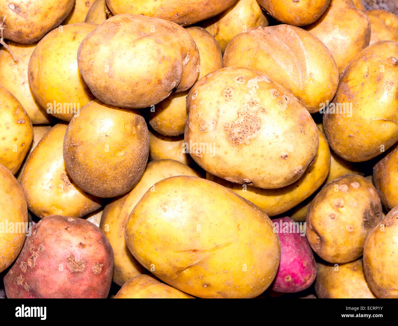 1 yellow potato hi-res stock photography and images - Alamy