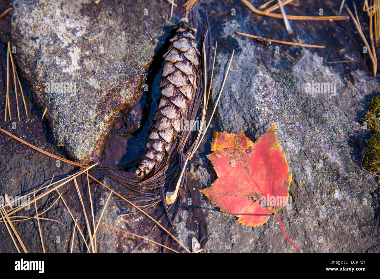 Pine cone leaf on hi-res stock photography and images - Alamy