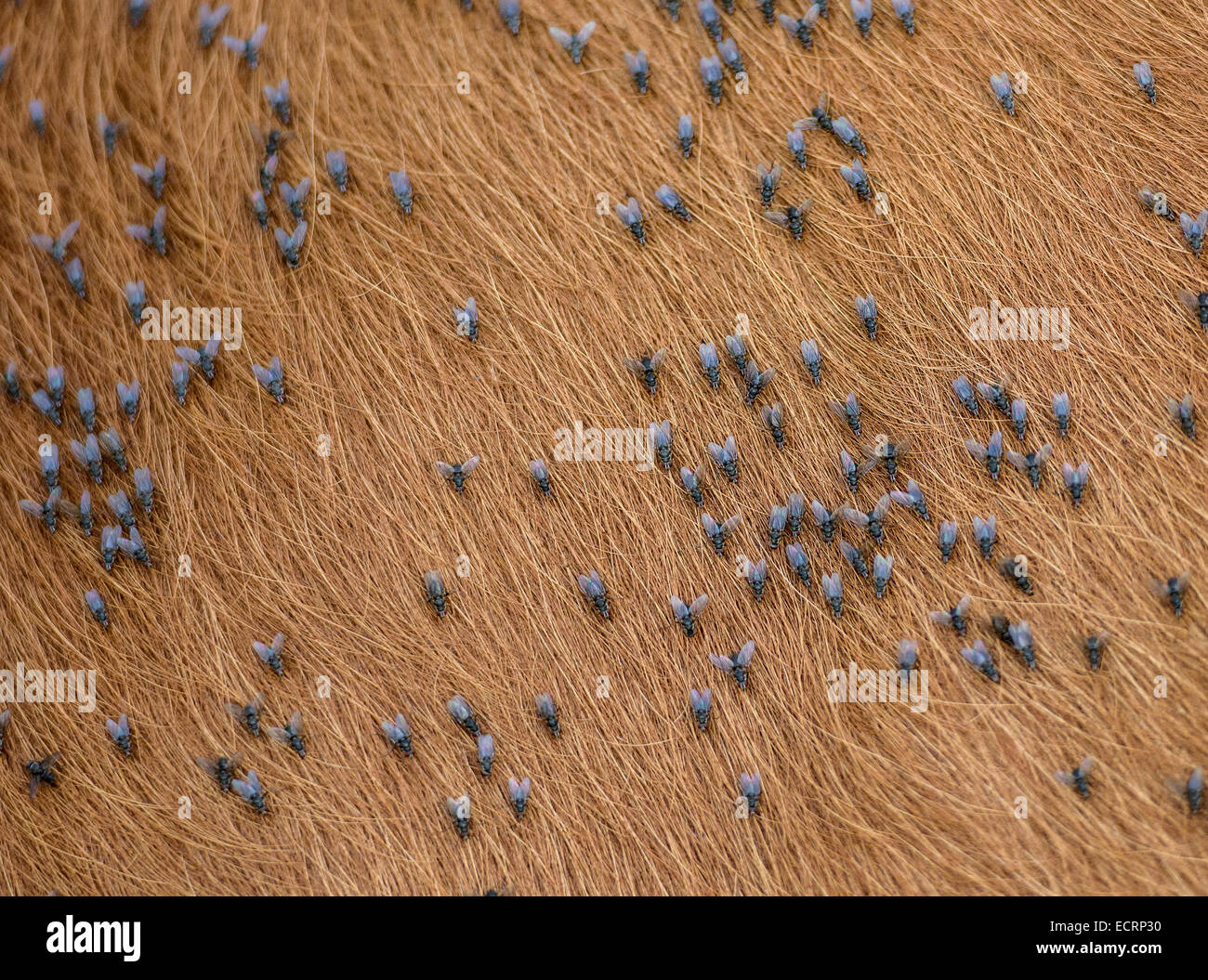 Biting Horn Flies on cow hide Stock Photo: 76739572 - Alamy