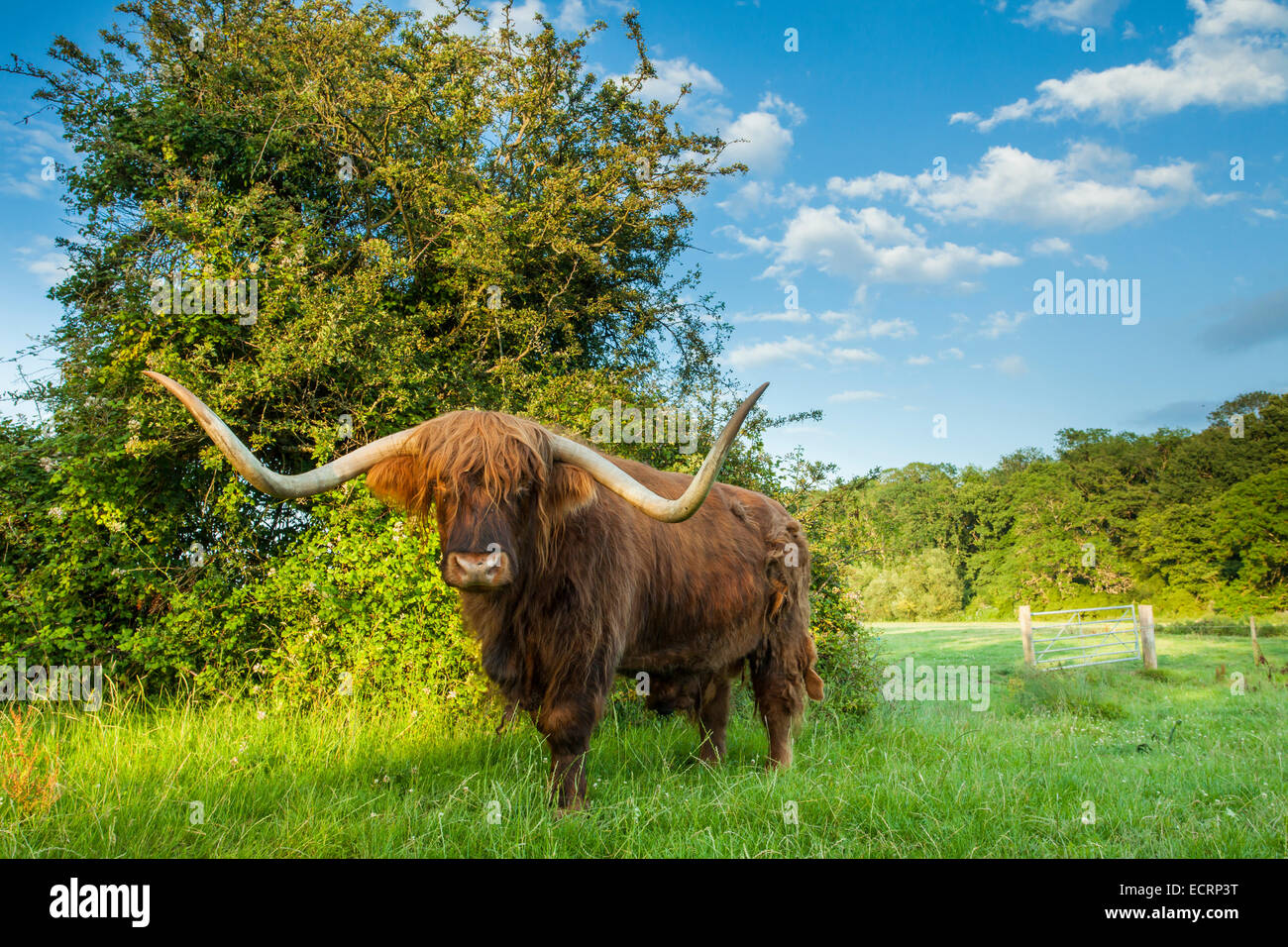 Red Highland cow in the countryside near Billingshurst, West Sussex ...