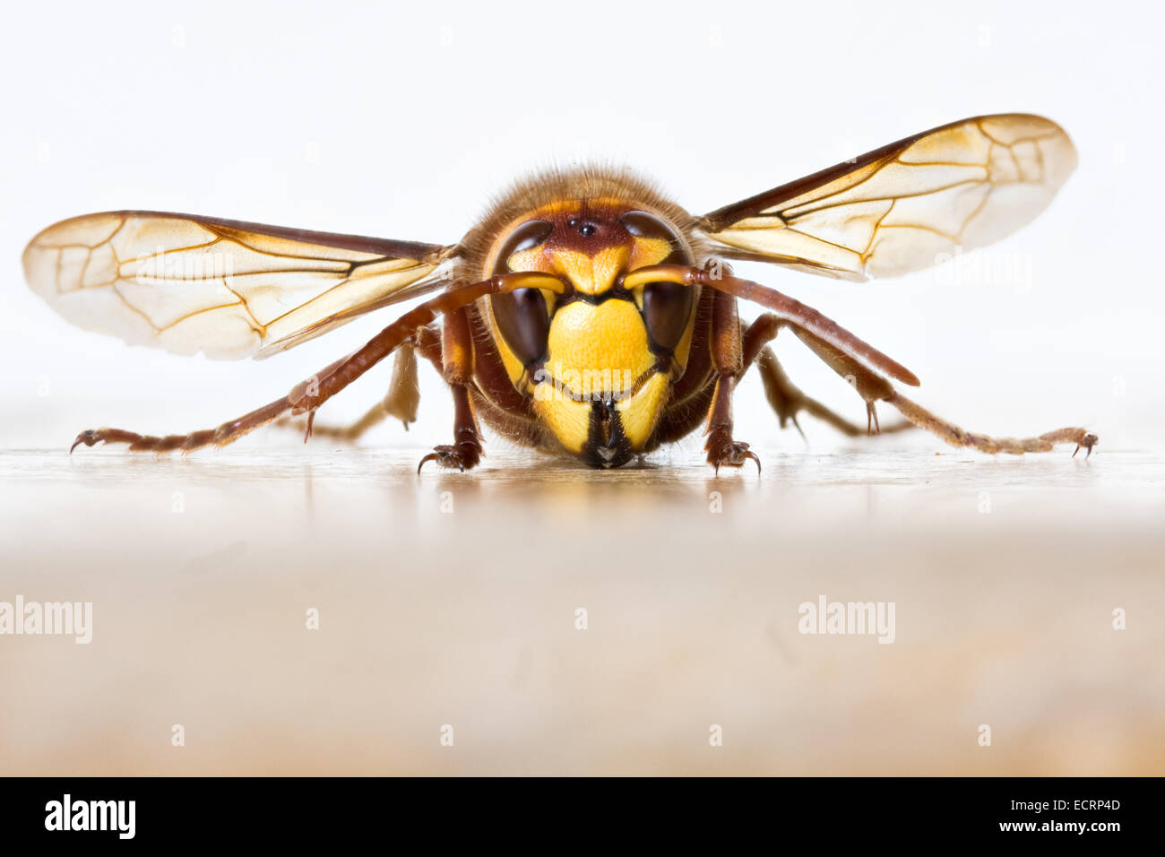 British hornet hi-res stock photography and images - Alamy