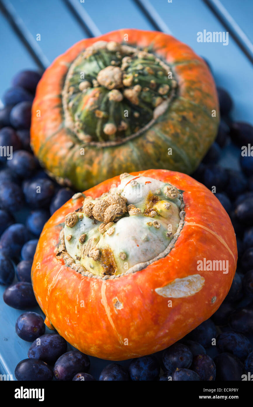 Turks Head Gourd and Damsons Stock Photo - Alamy