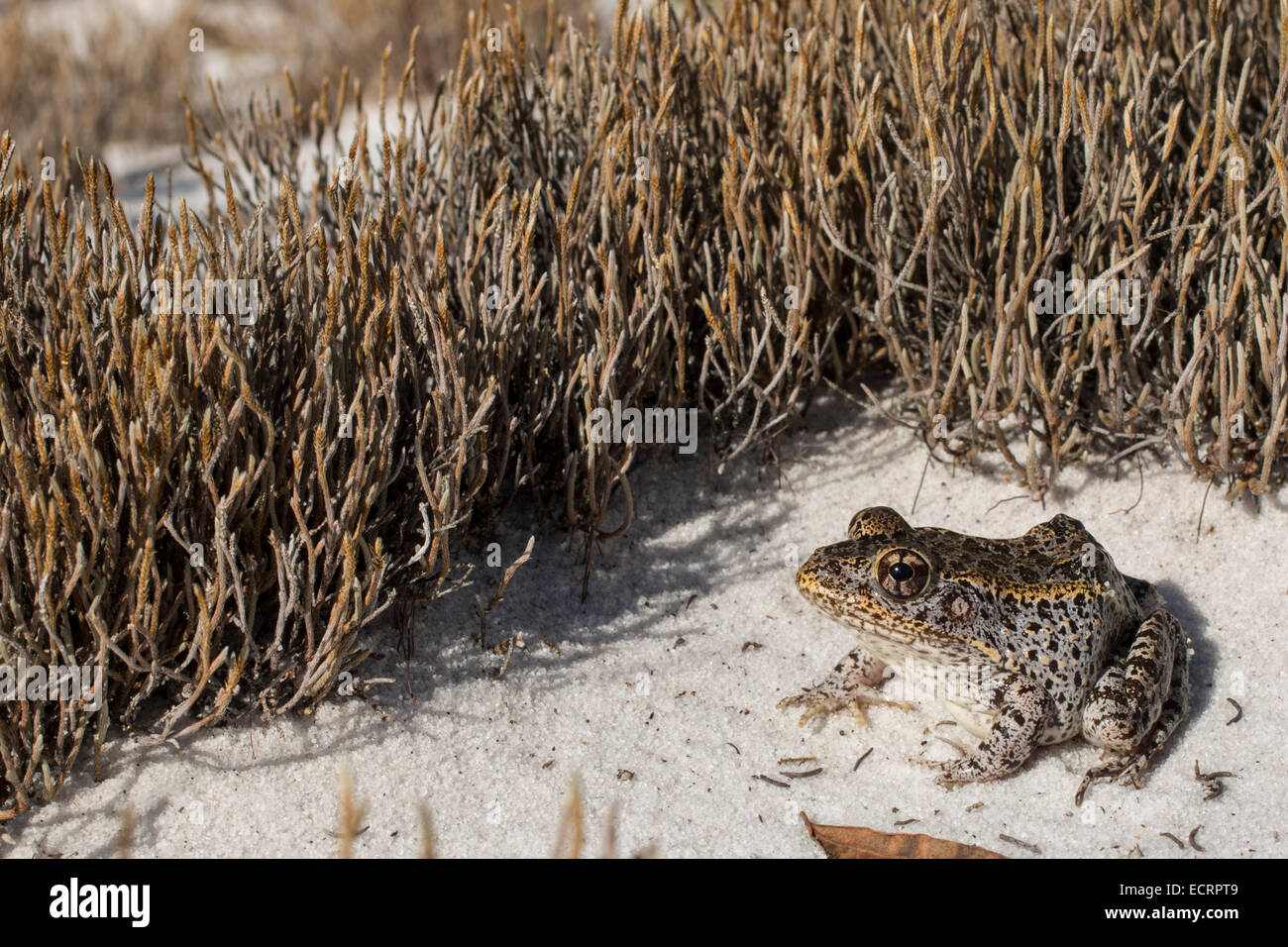 Florida gopher frog - Rana capito aesopus Stock Photo - Alamy