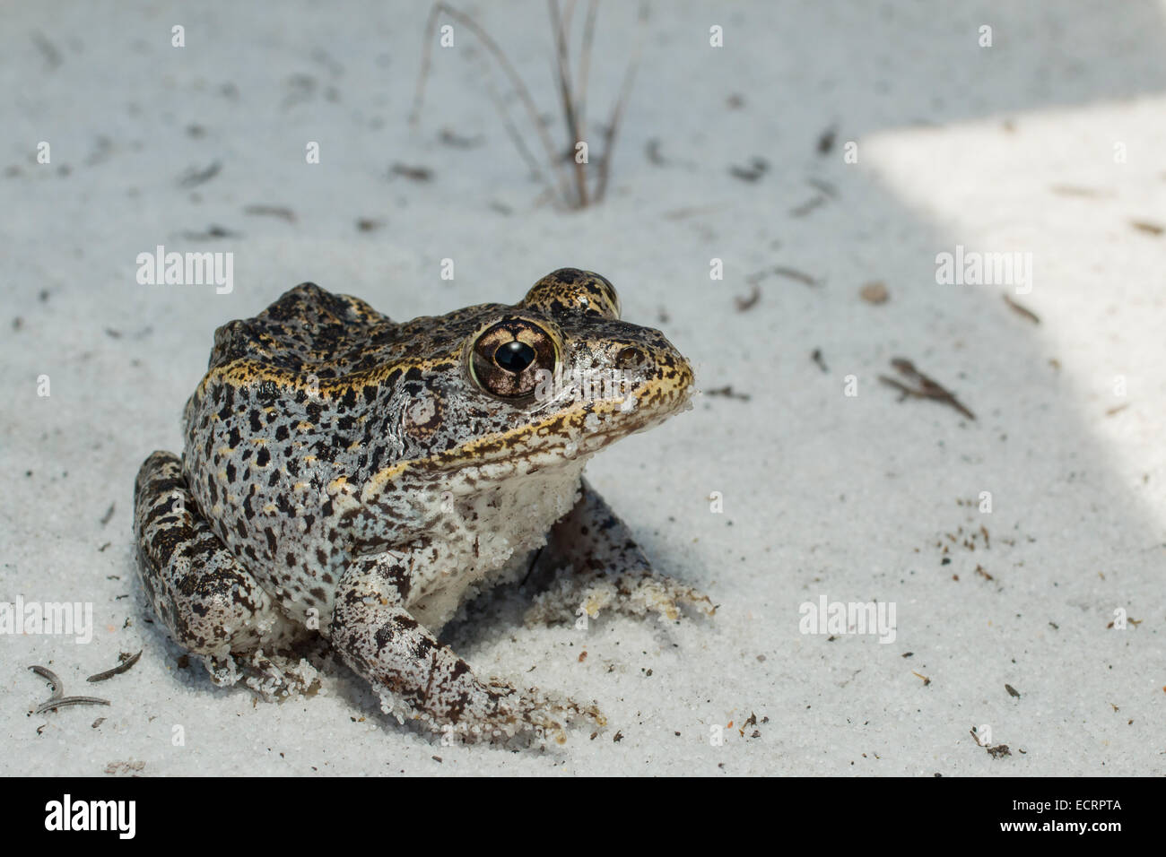 Florida gopher frog - Rana capito Stock Photo - Alamy