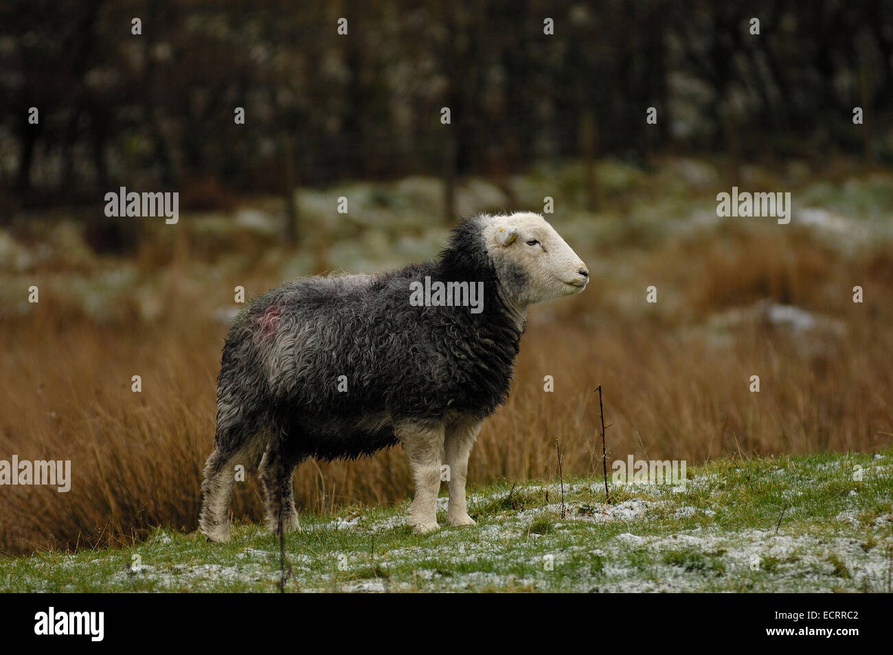Female sheep hi-res stock photography and images - Alamy