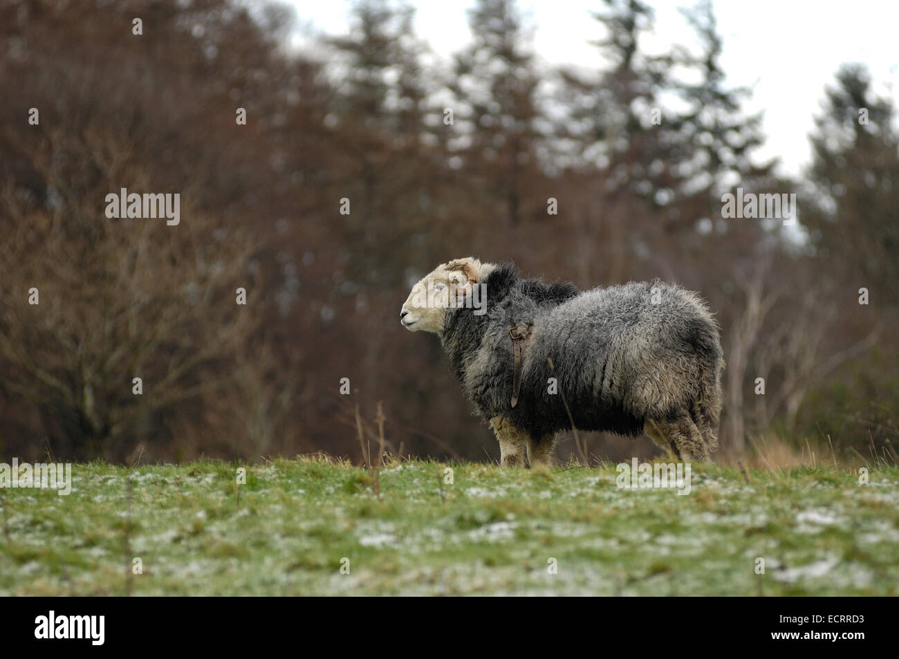 Ram in the Cumbrian Mountains, England Stock Photo - Alamy