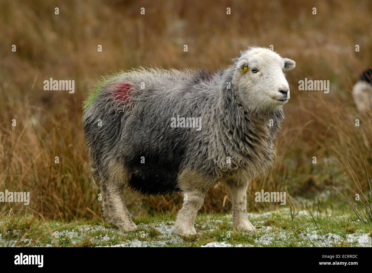 Female sheep hi-res stock photography and images - Alamy