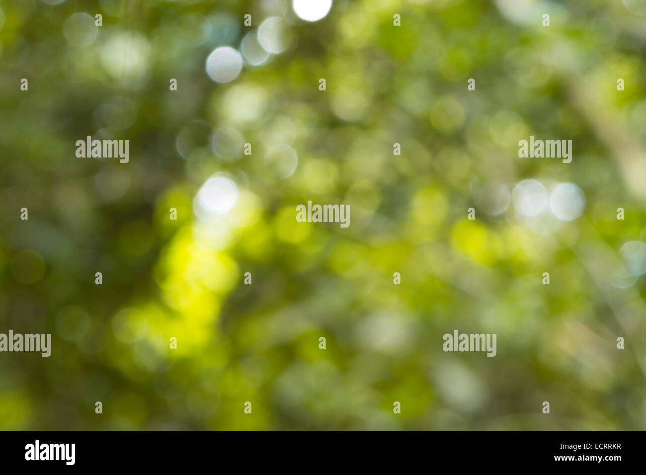 Abstract colorful bokeh yellow bokeh, abstract light bokeh Stock Photo ...