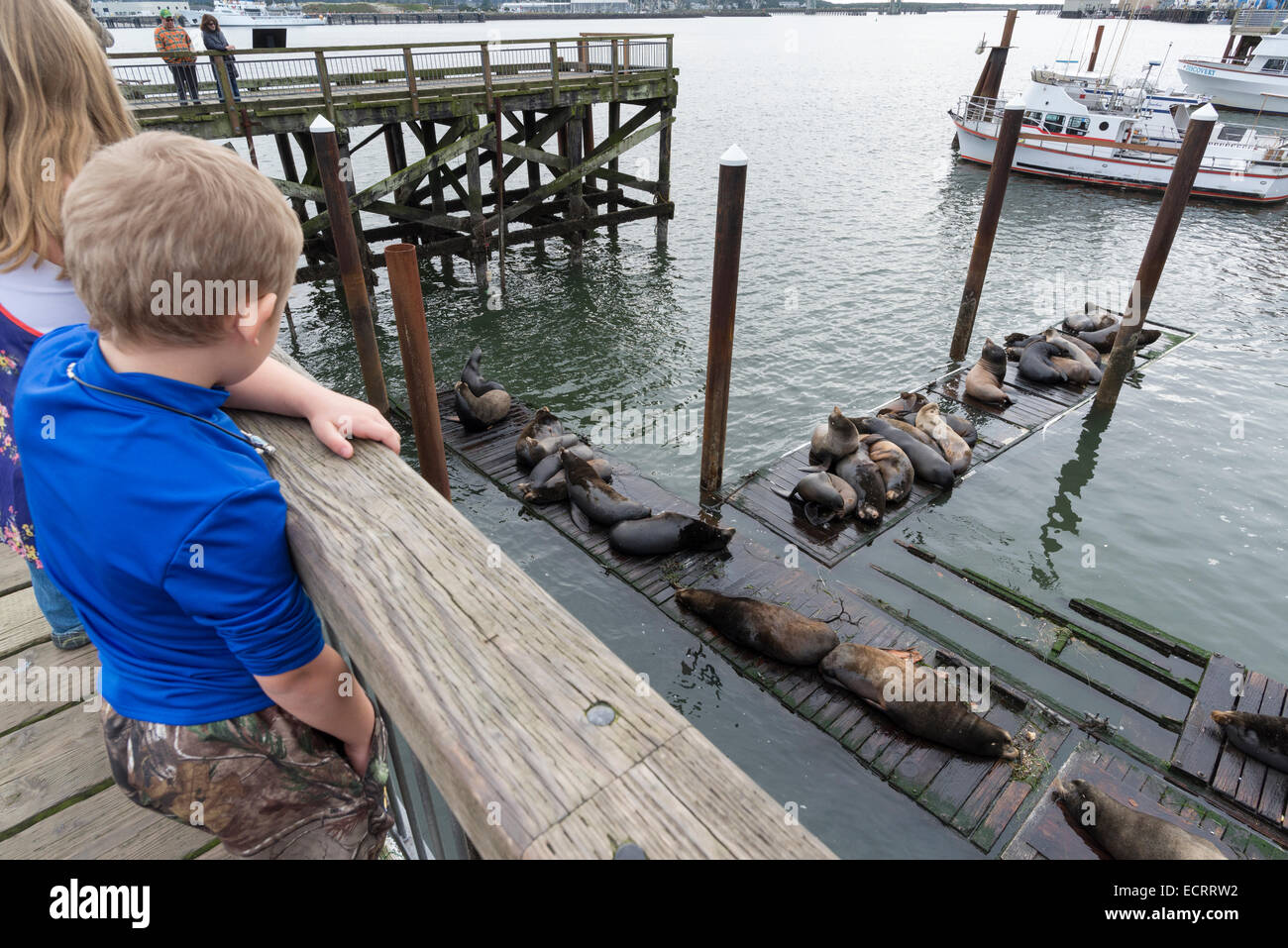 Watching California sea lions on a floating dock in Newport, Oregon ...