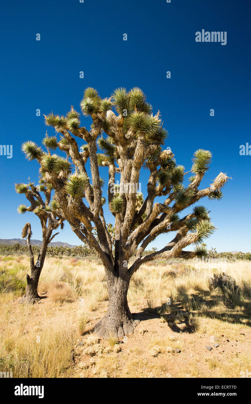 Wee trees hi-res stock photography and images - Alamy