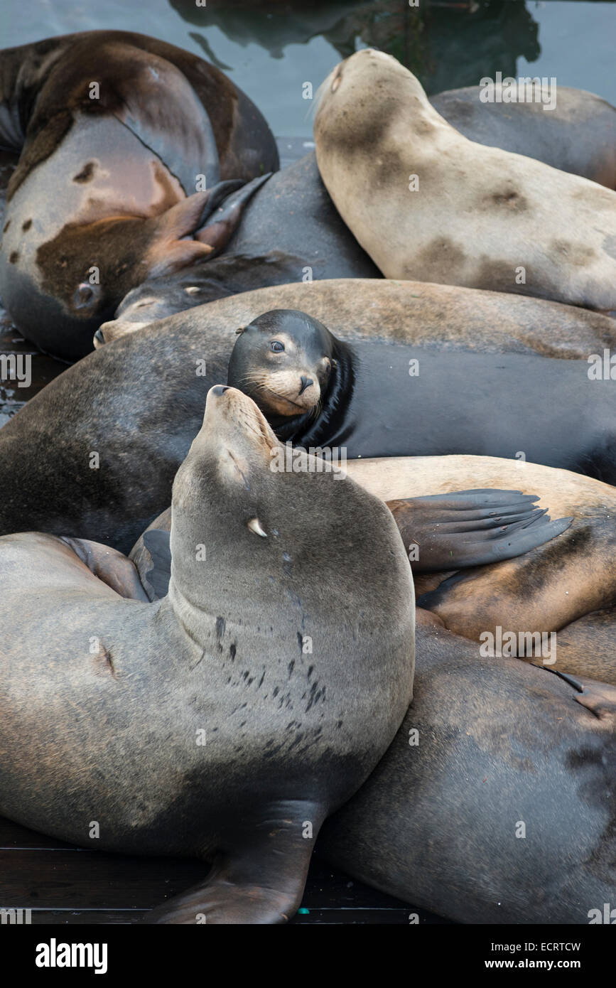 California sea lions on a floating dock in Newport, Oregon Stock Photo ...