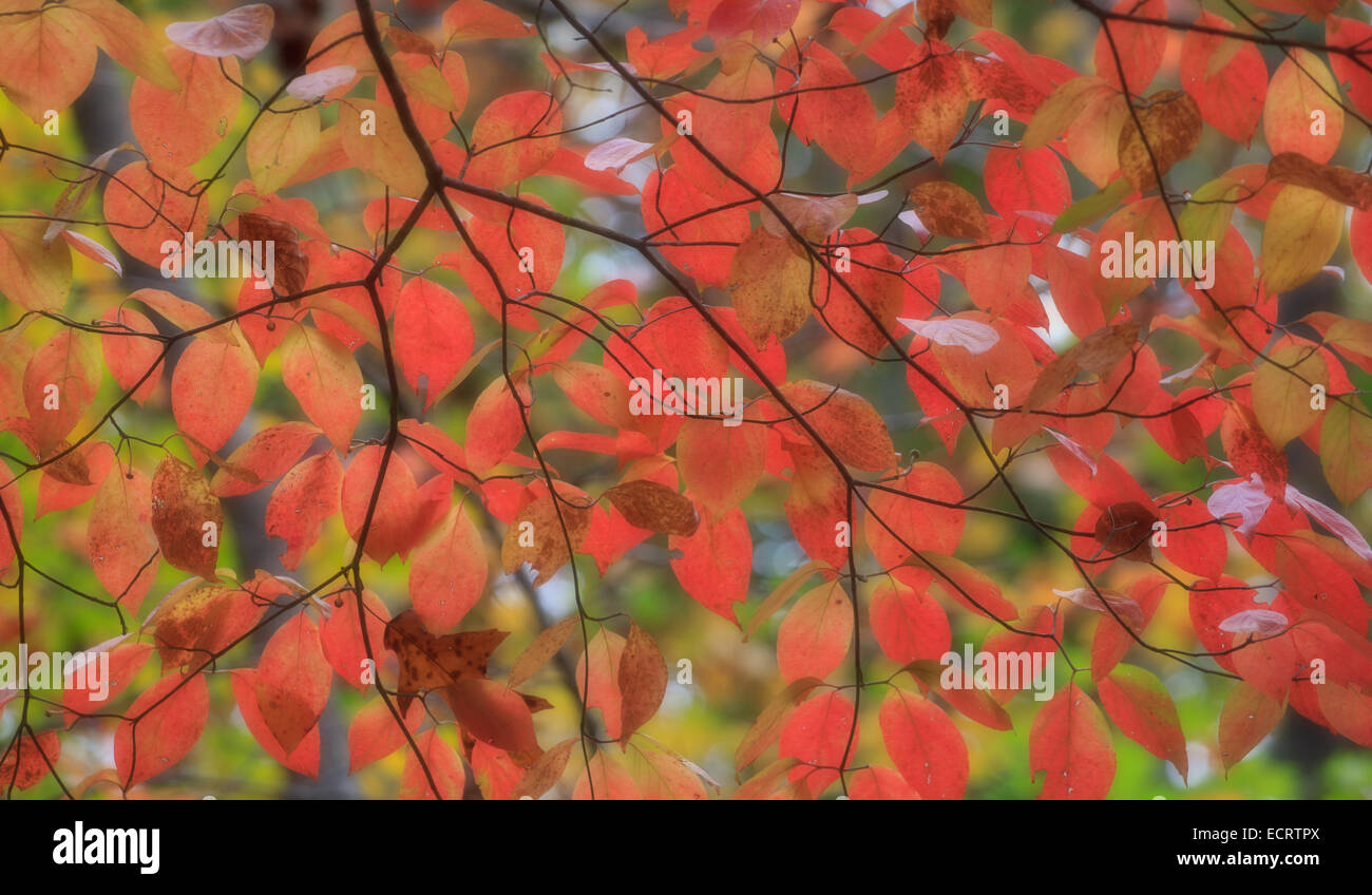 Dogwood leaves hi-res stock photography and images - Alamy