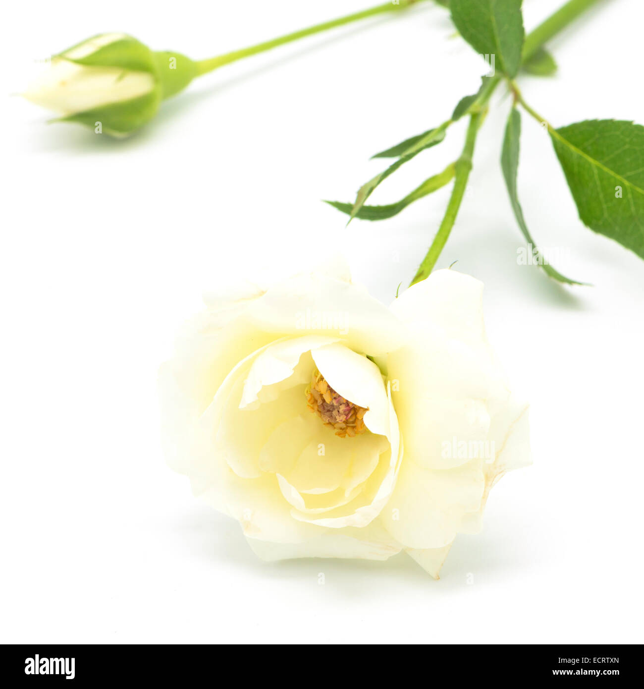 Beautiful pale yellow rose on white background Stock Photo - Alamy