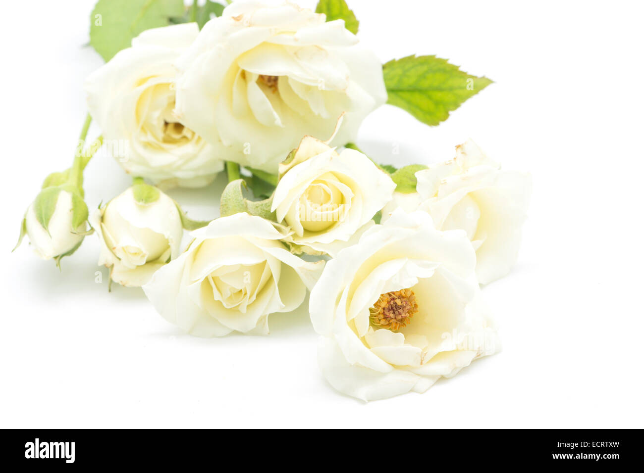 Pale yellow background hi-res stock photography and images - Alamy