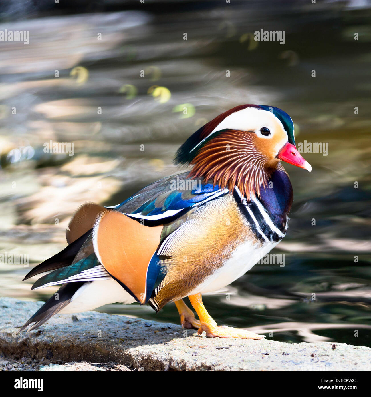 Beautiful male duck, Mandarin Duck (Aix galericulata Stock Photo - Alamy