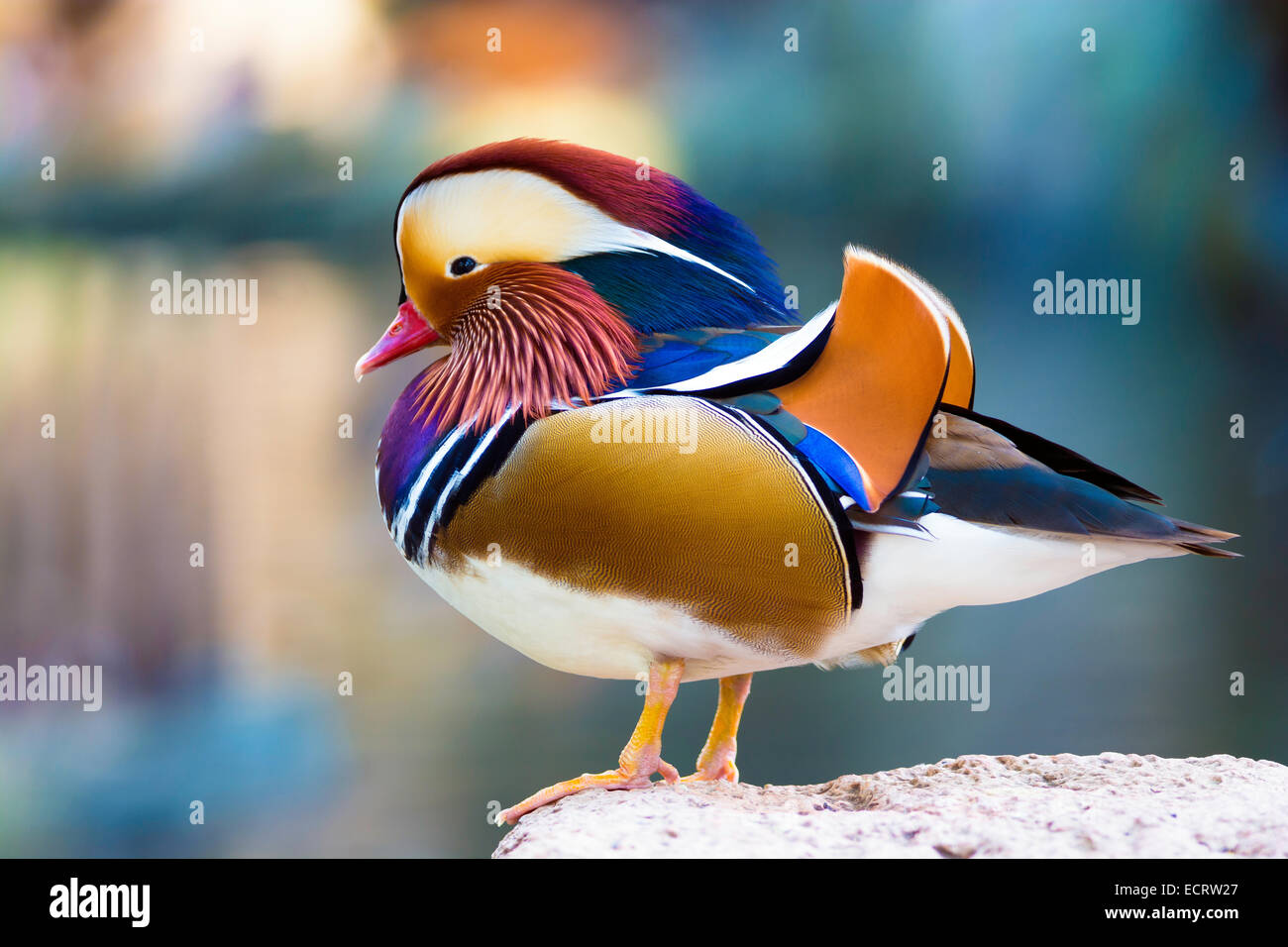Beautiful male duck, Mandarin Duck (Aix galericulata Stock Photo - Alamy