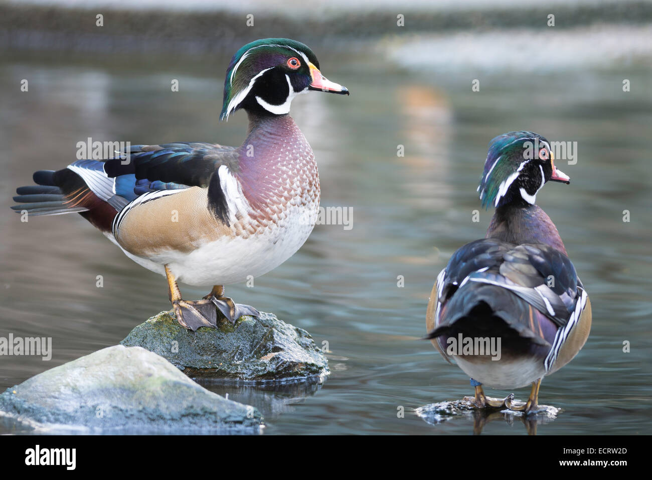Male Wood Duck