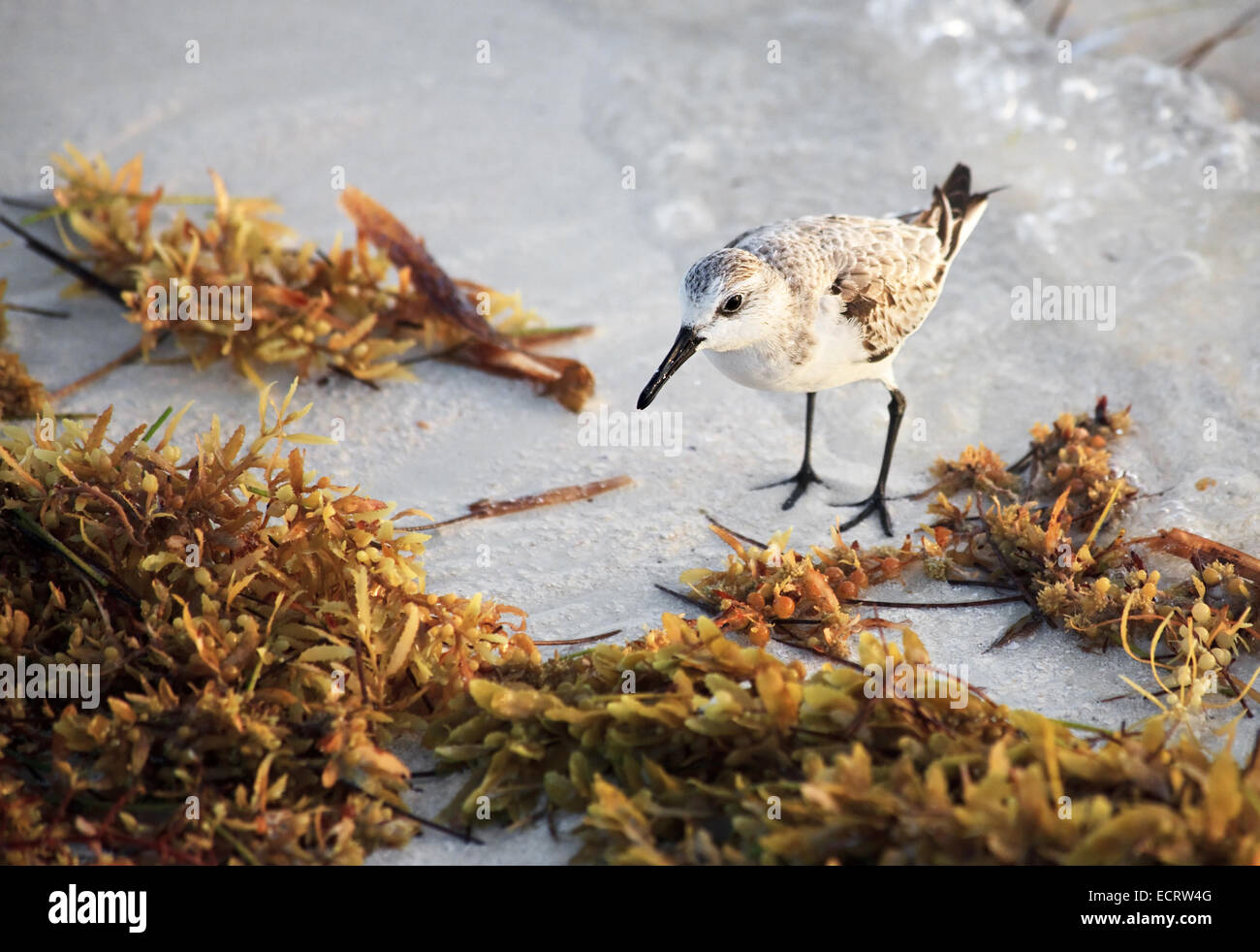 Tringa on the seashore in Cayo Guillermo Stock Photo - Alamy