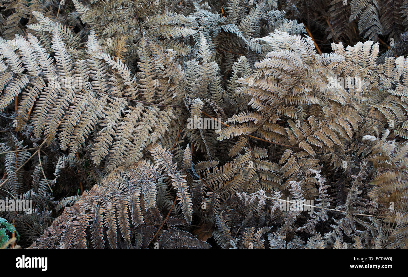 Decaying bracken hi-res stock photography and images - Alamy