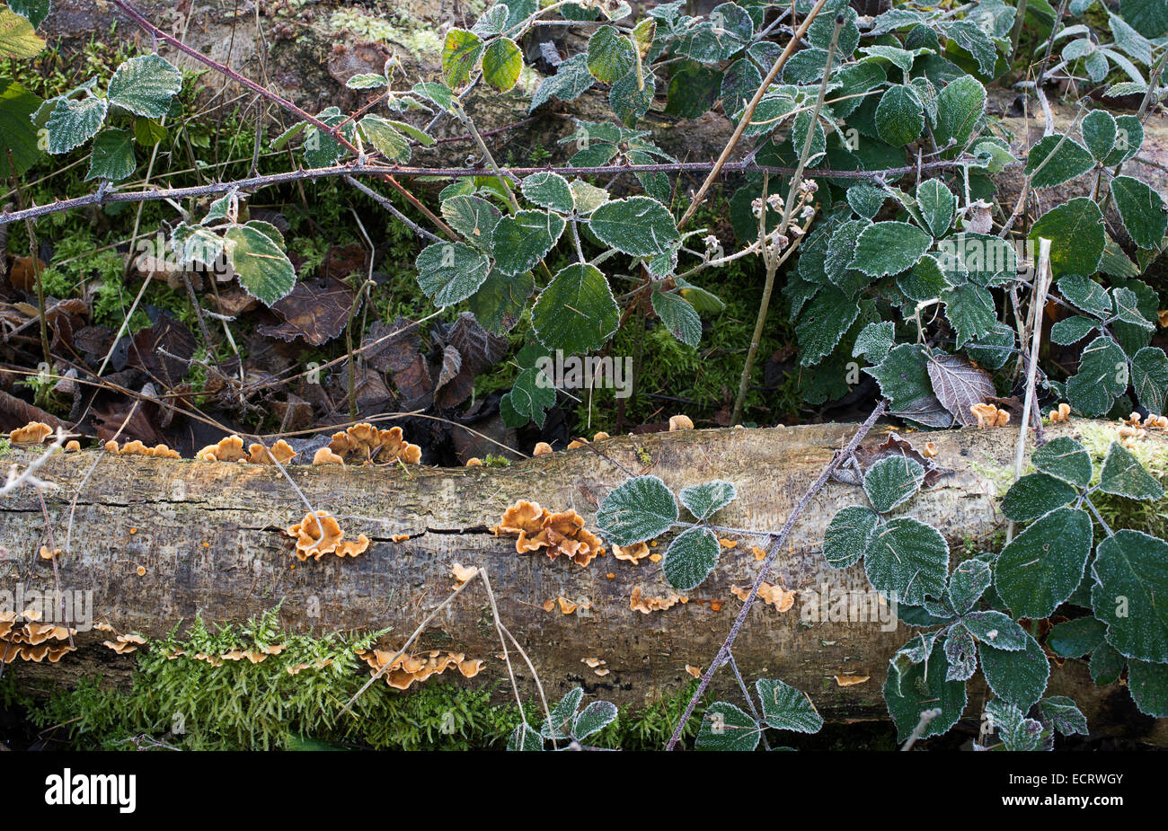 Frost dead tree branch, fungus and bramble leaves on a woodland floor ...