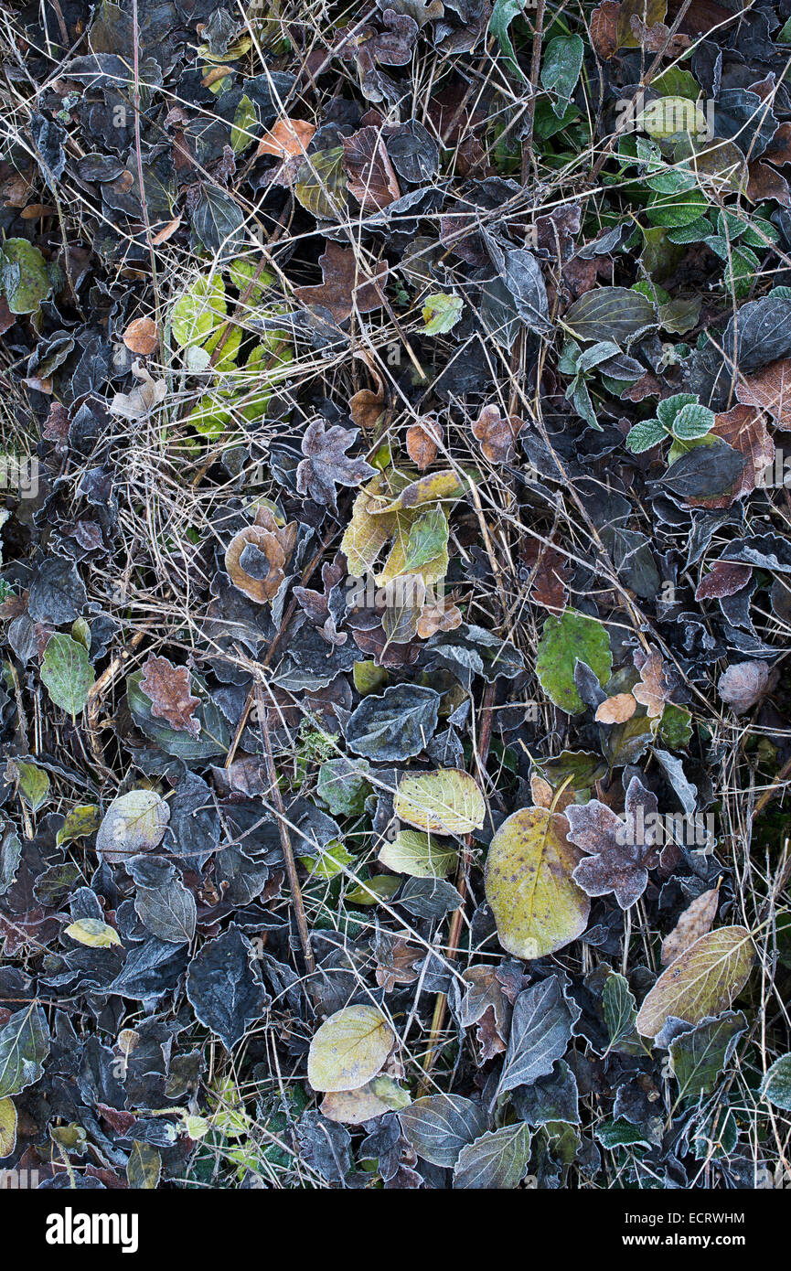 Litter decomposition hi-res stock photography and images - Alamy