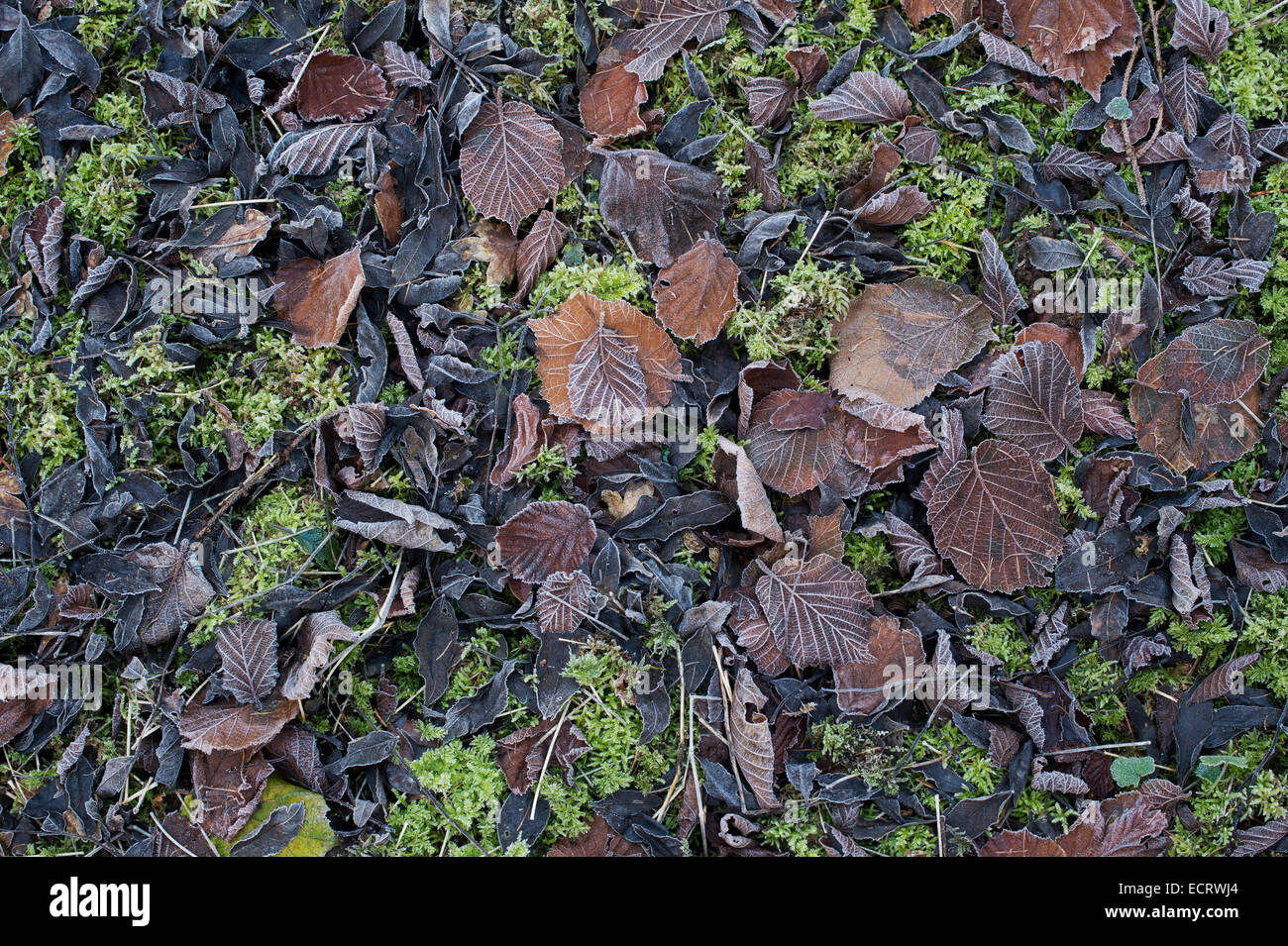Decaying leaf litter High Resolution Stock Photography and Images - Alamy