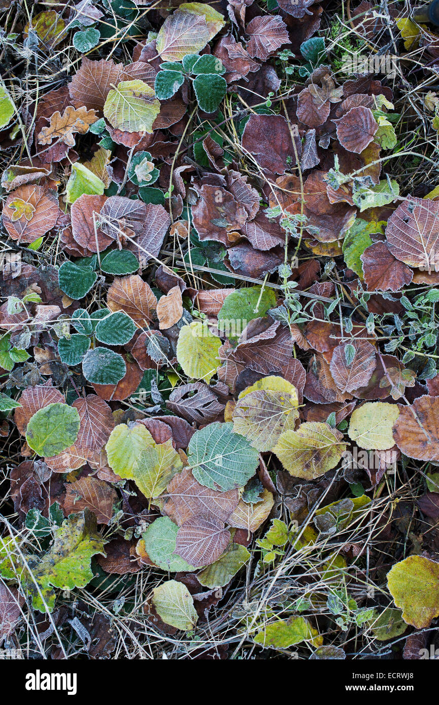Frosty leaf litter on a woodland floor Stock Photo - Alamy