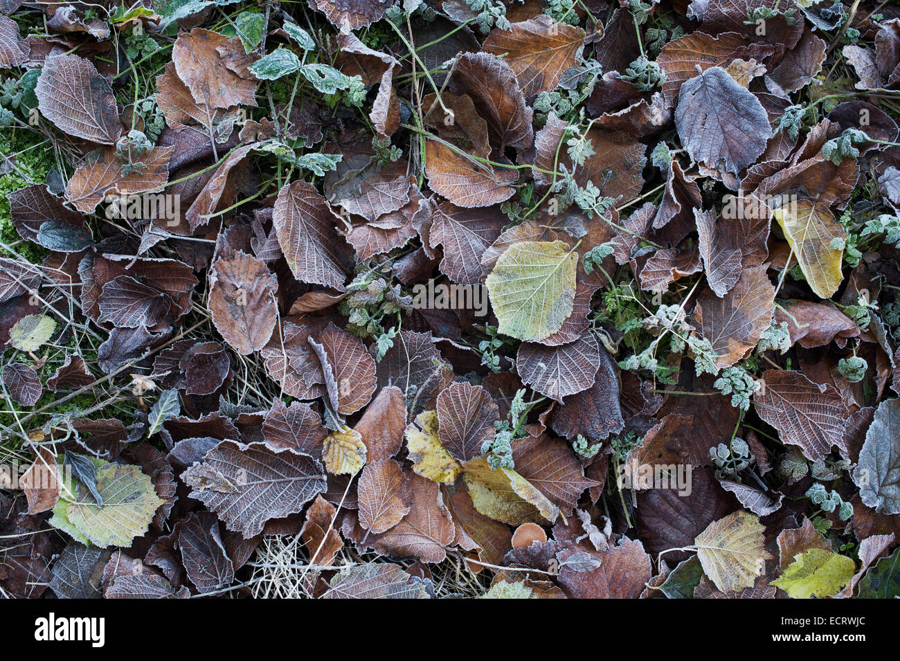 Decaying leaf litter High Resolution Stock Photography and Images - Alamy