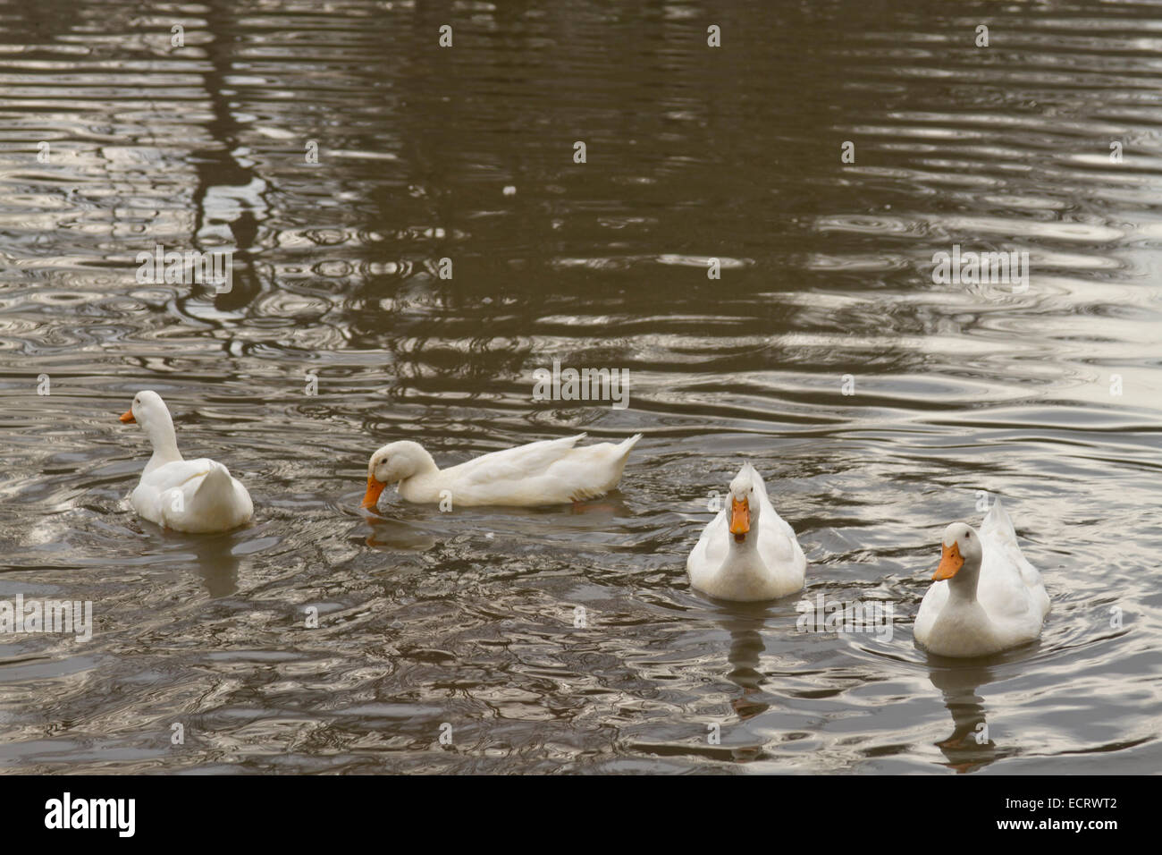 Four ducks on a lake swim among their own ripples and reflections Stock ...