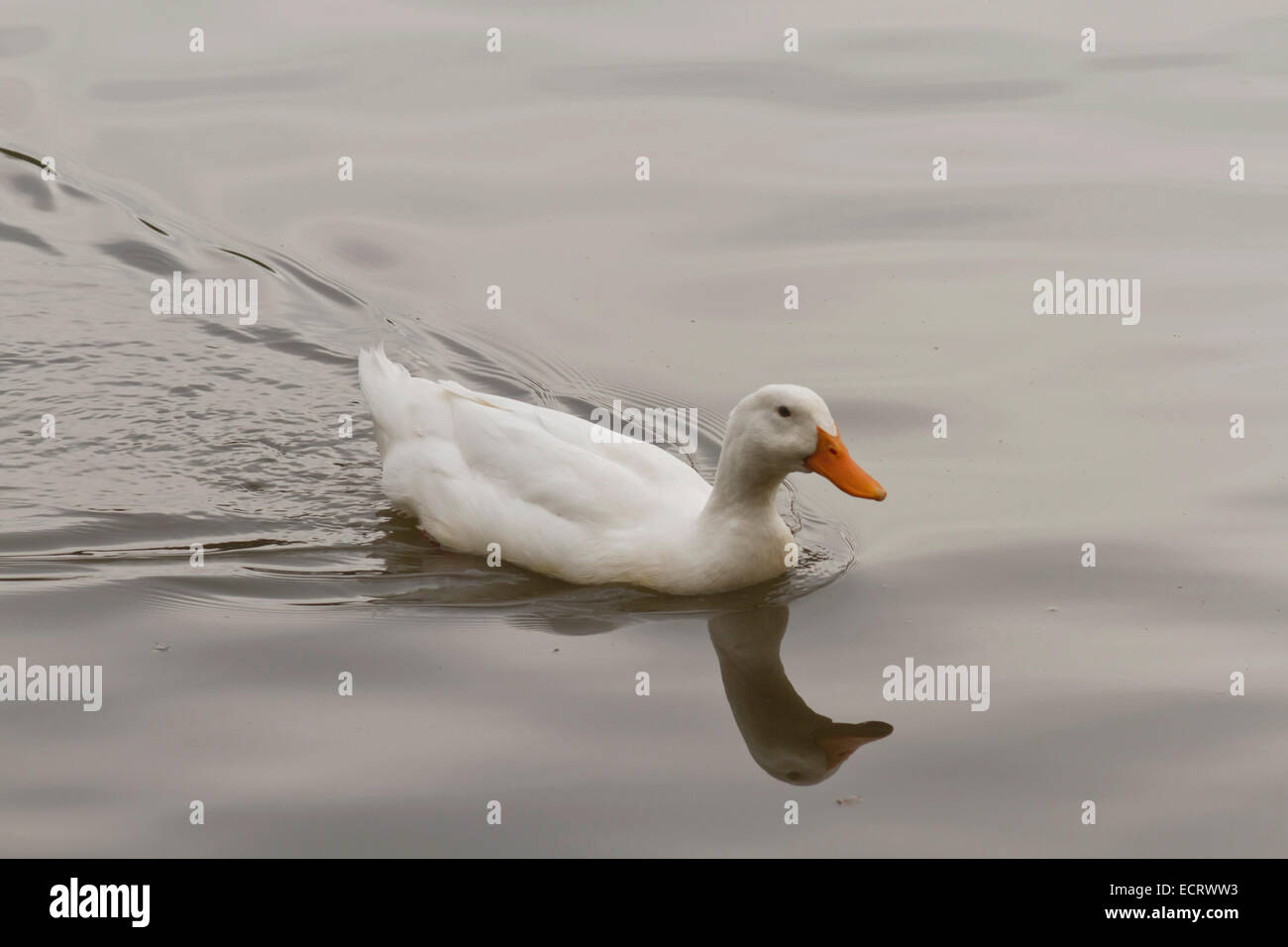 A curious, domestic, tame white duck swims closer to see what's going ...