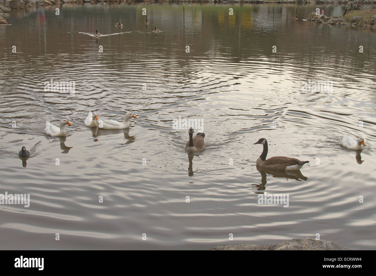 Ducks and wild geese gather together on a lake in Spring Stock Photo ...