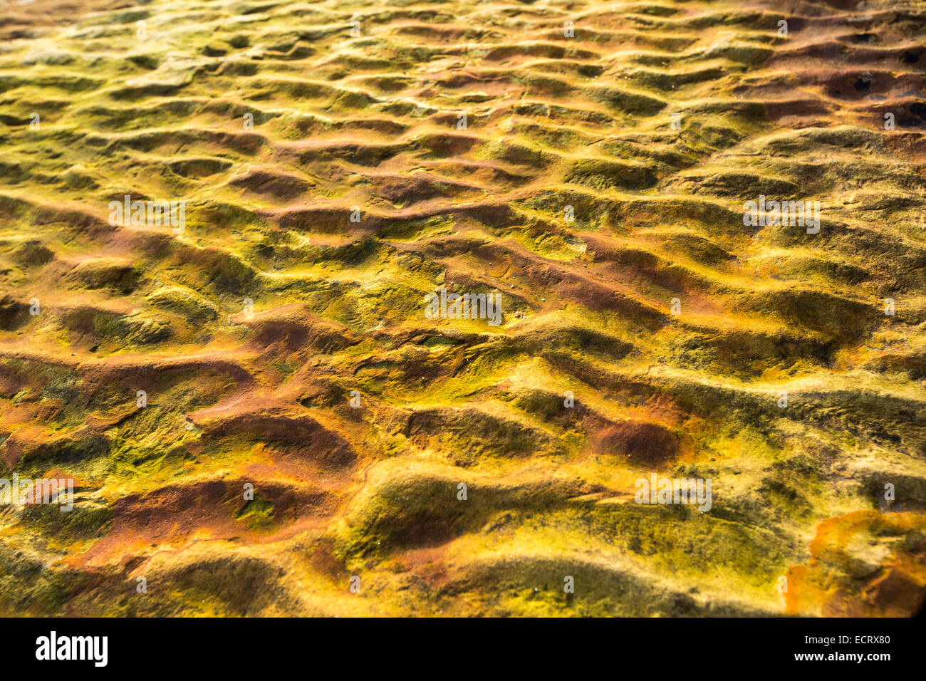 Fossil ripple beach marks in Sandstone on sea cliffs near boulmer ...
