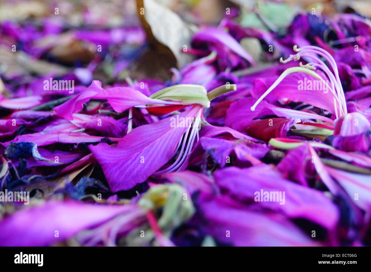 Petals fell on the ground, flowers Stock Photo - Alamy