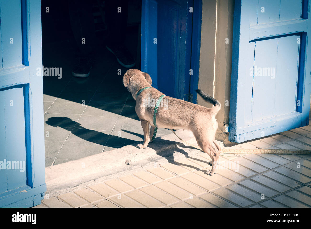 Single dog watching hi-res stock photography and images - Alamy