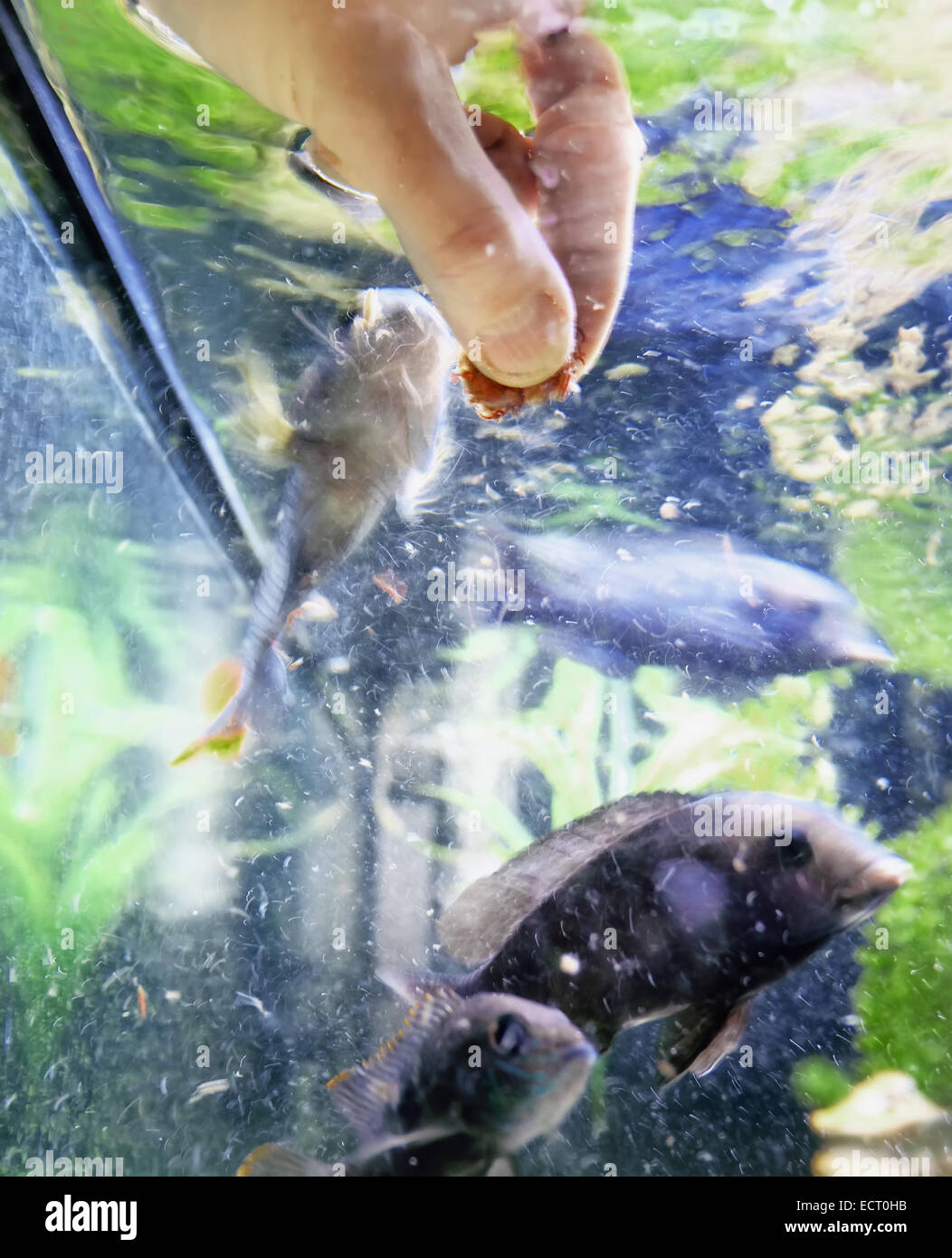 Fish holding tank hi-res stock photography and images - Alamy