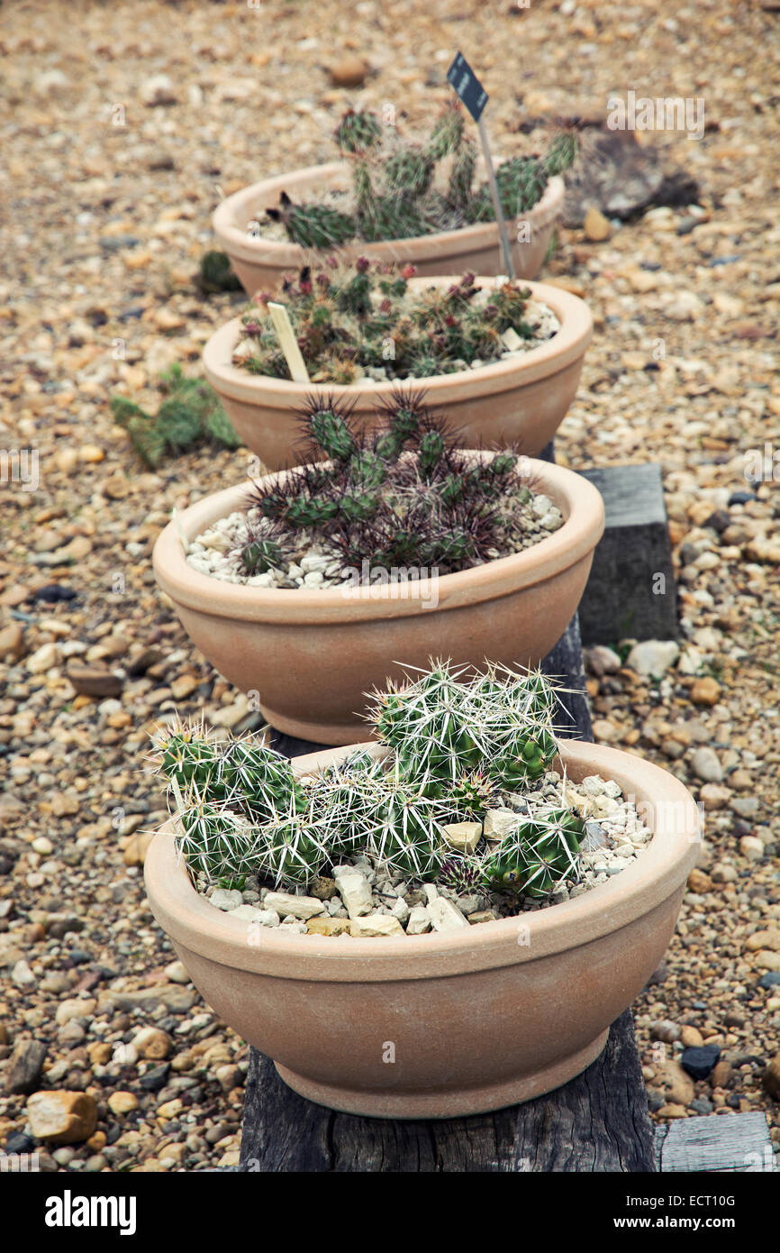 A variety of cactus plants in the garden Stock Photo - Alamy