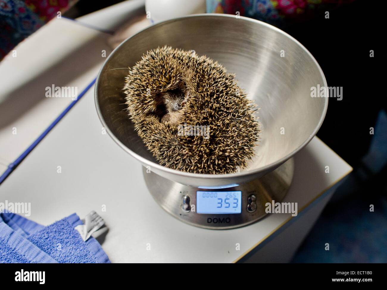 Operation hedgehog hi-res stock photography and images - Alamy