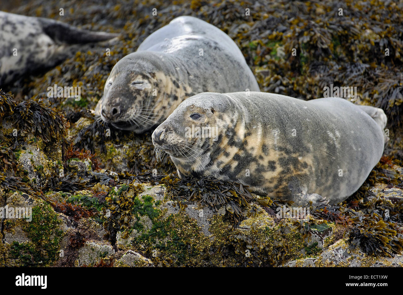 Grey Seals (Halichoerus grypus Stock Photo - Alamy