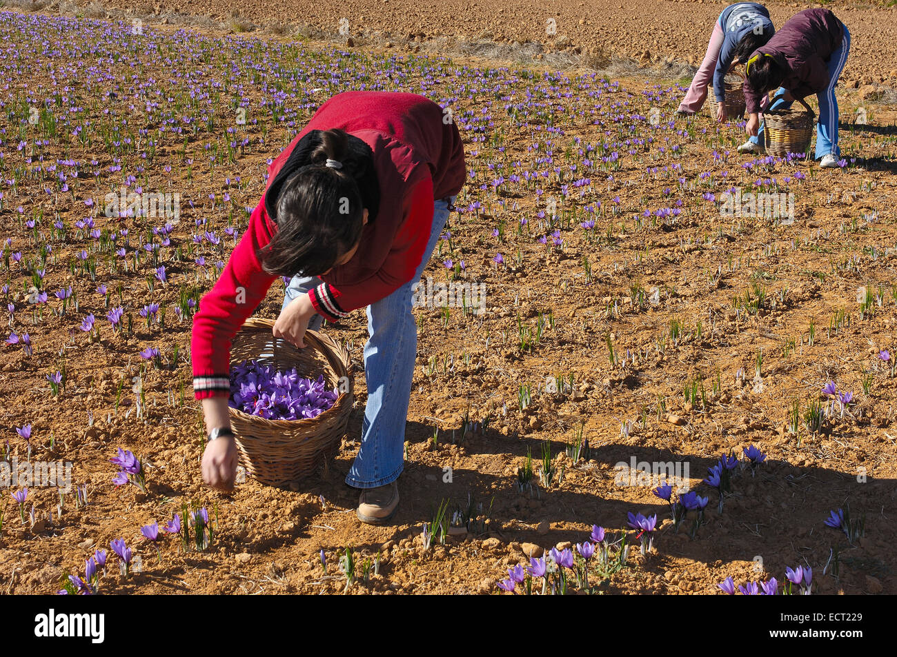 Saffron bloom picking hi-res stock photography and images - Alamy