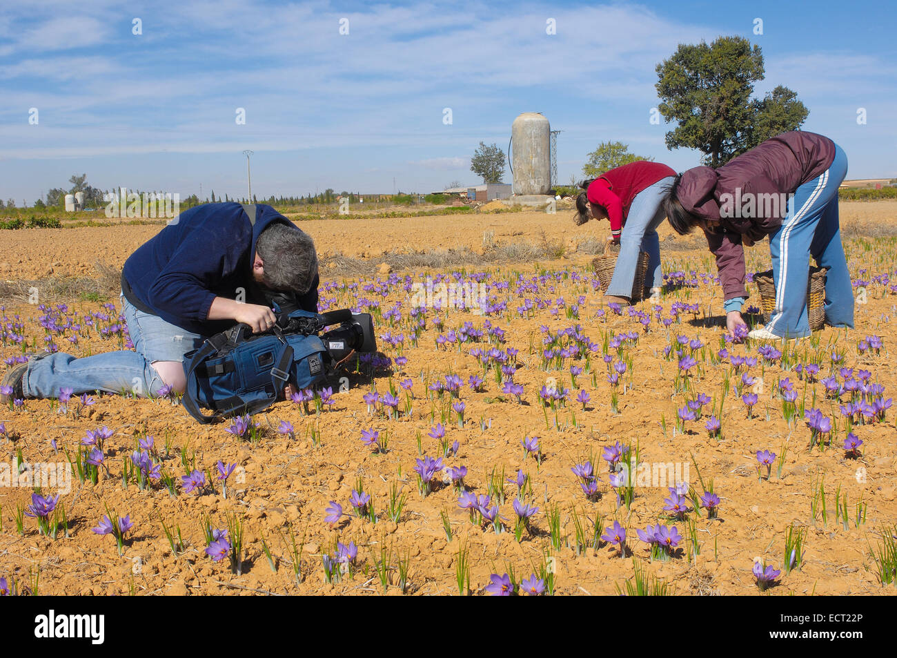 Crocus saffron picking hi-res stock photography and images - Alamy