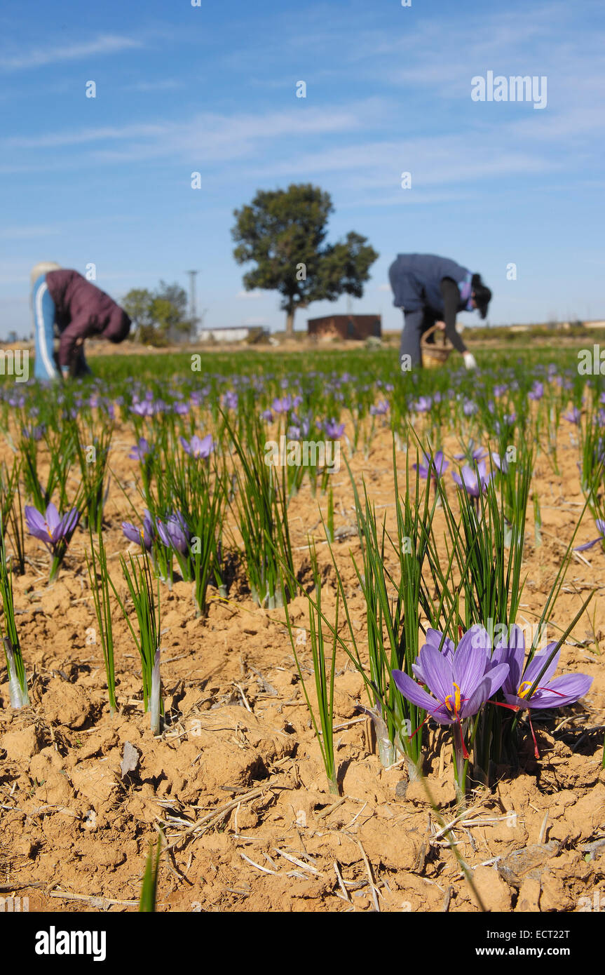 Saffron field spain hi-res stock photography and images - Alamy