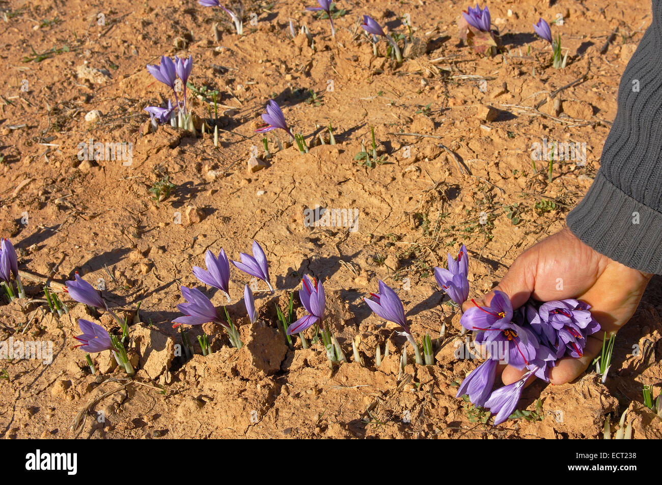 Areas picking hi-res stock photography and images - Alamy