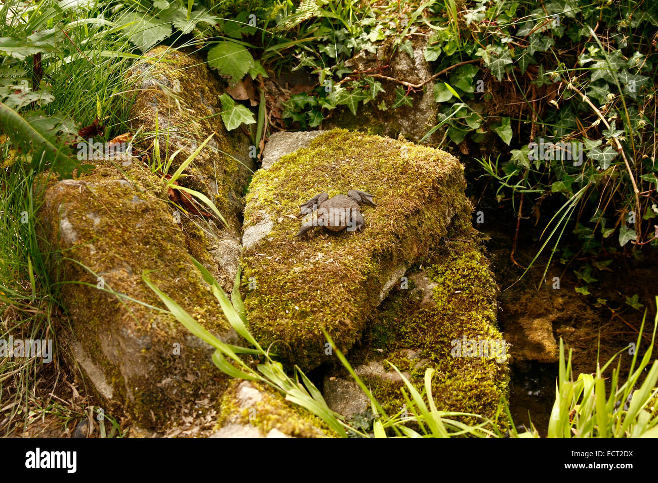 Slow toads hi-res stock photography and images - Alamy